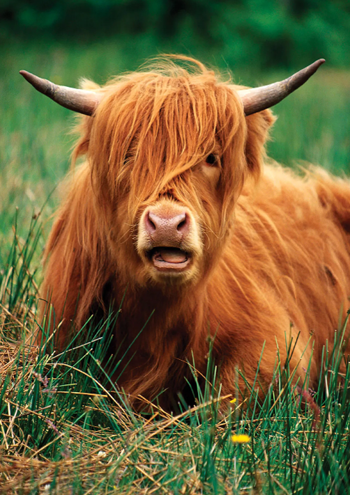 food resources production